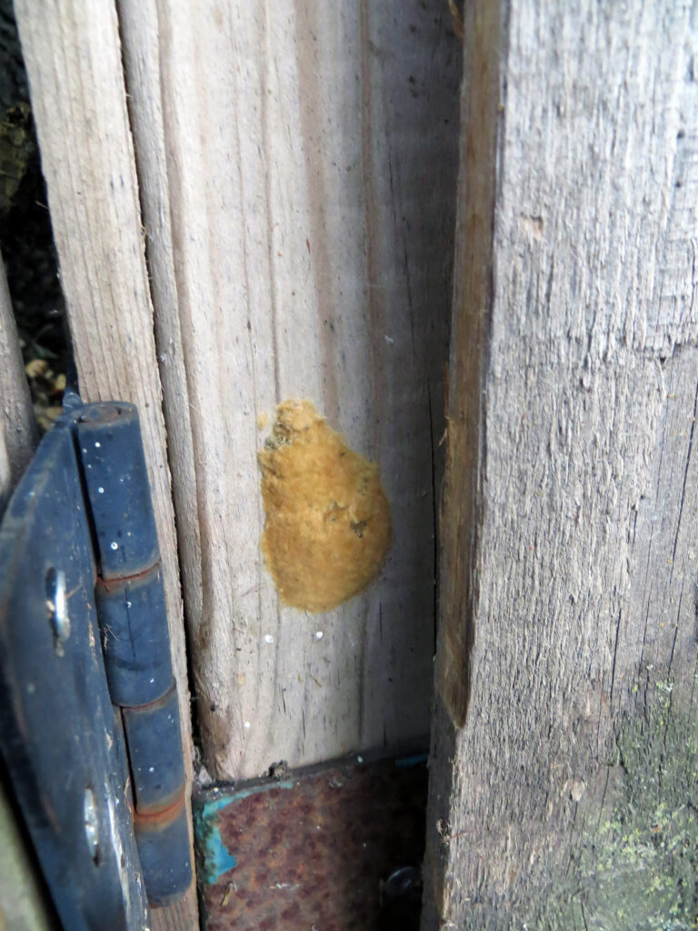 Now Is Time To Seek Out Spongy Moth Egg Masses