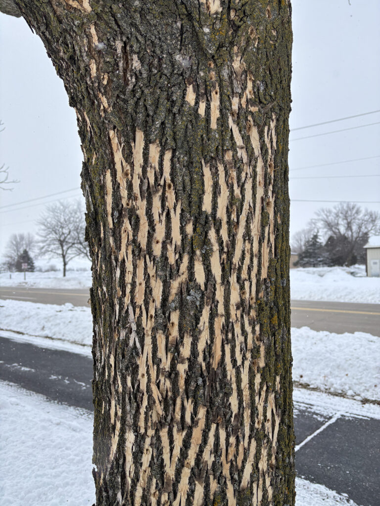 Protect Valuable Ash Trees Against Emerald Ash Borer