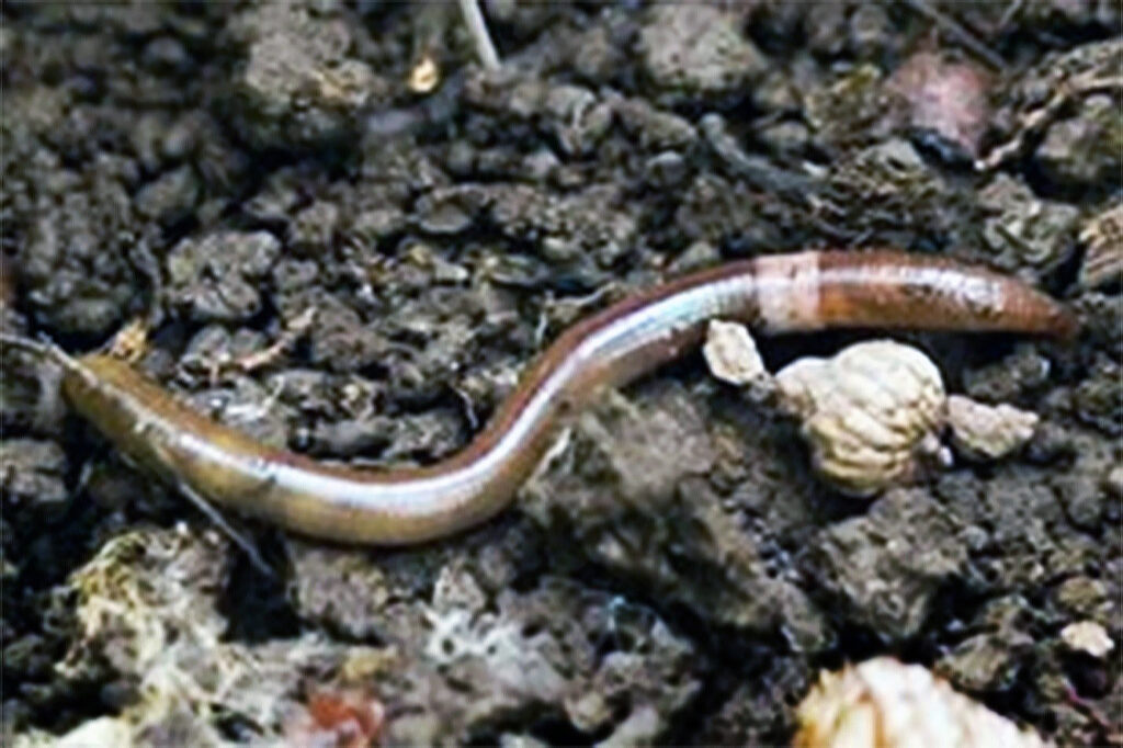 Jumping Worms A Threat To Gardens And Forests