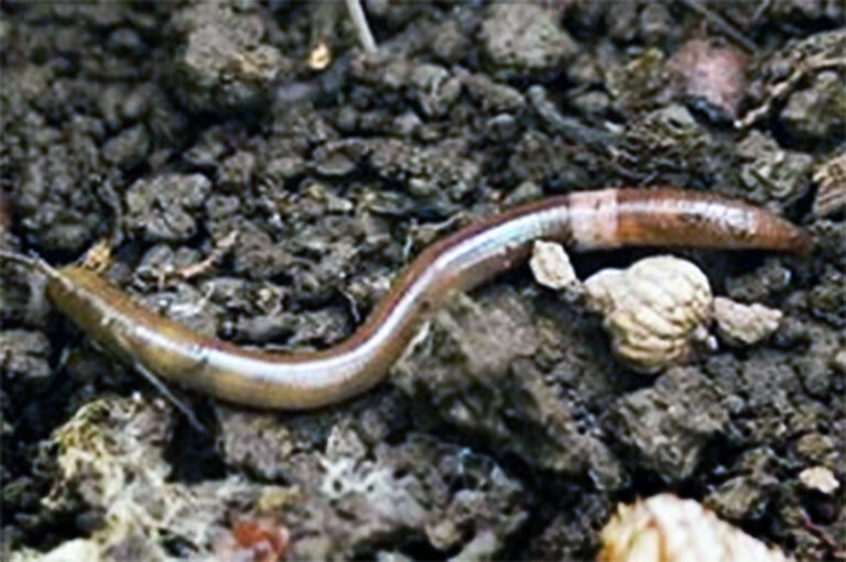 Jumping Worms A Threat To Gardens And Forests