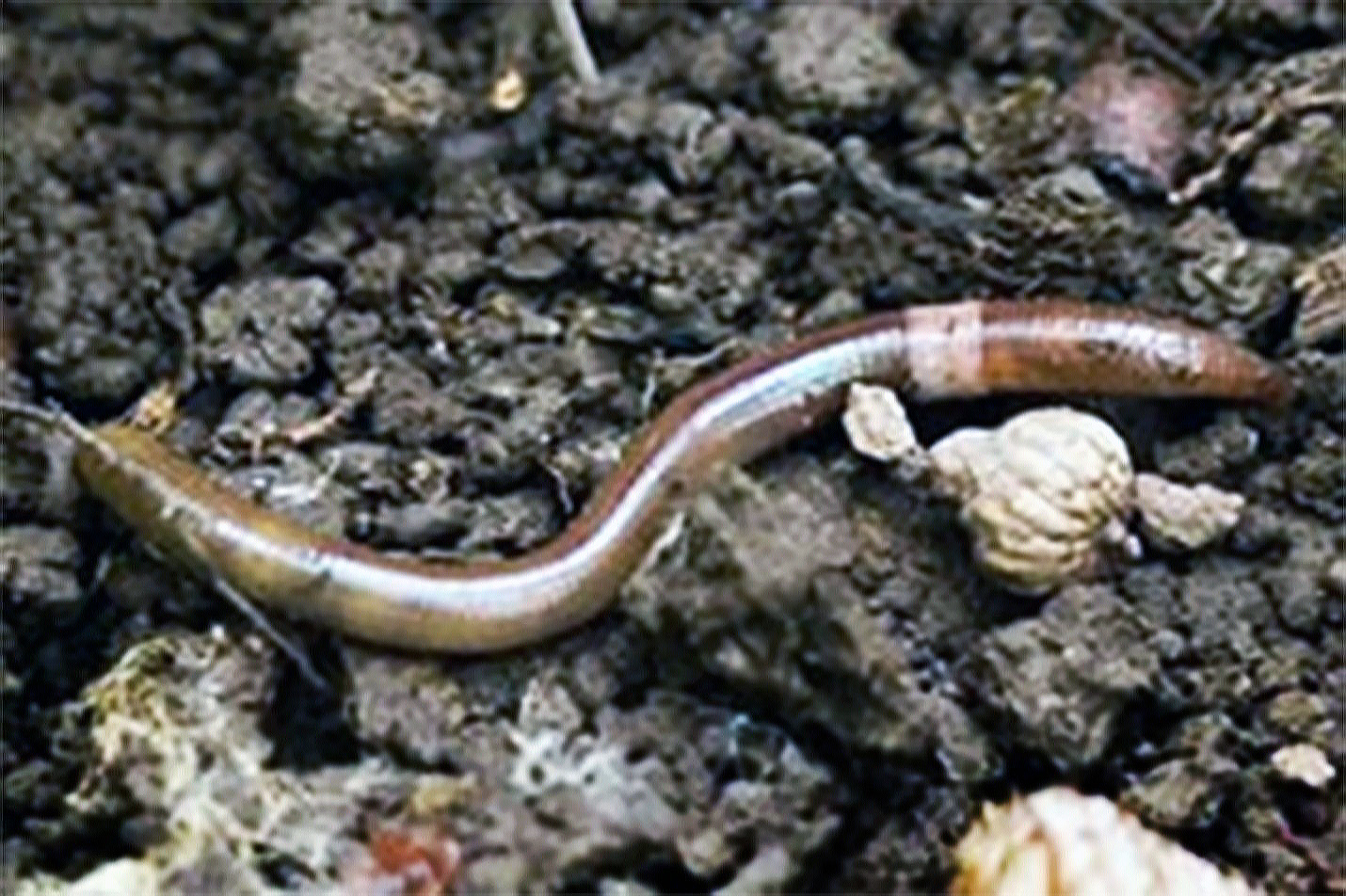 Jumping Worms A Threat To Gardens And Forests
