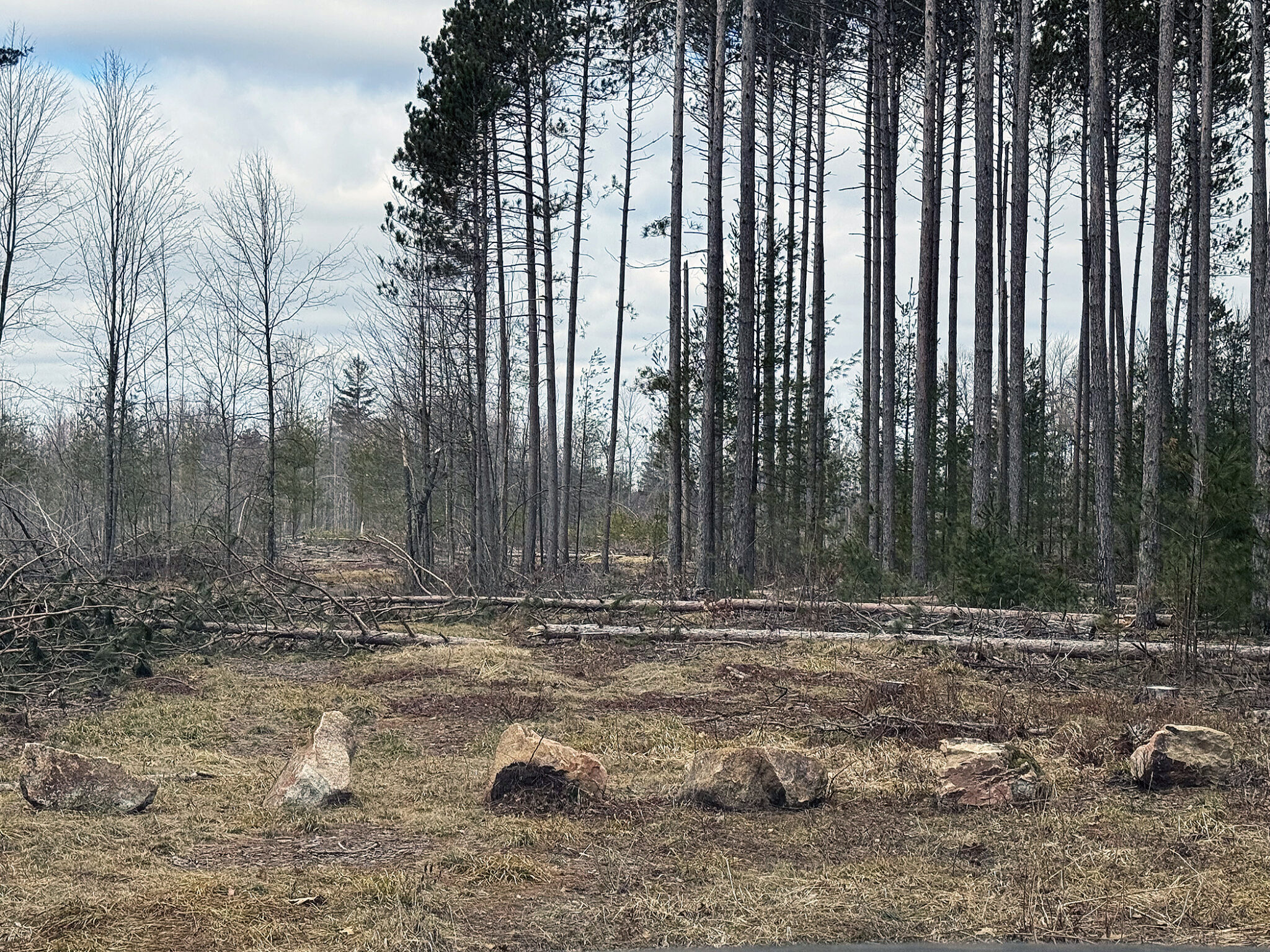 Spring Weather Damages Trees