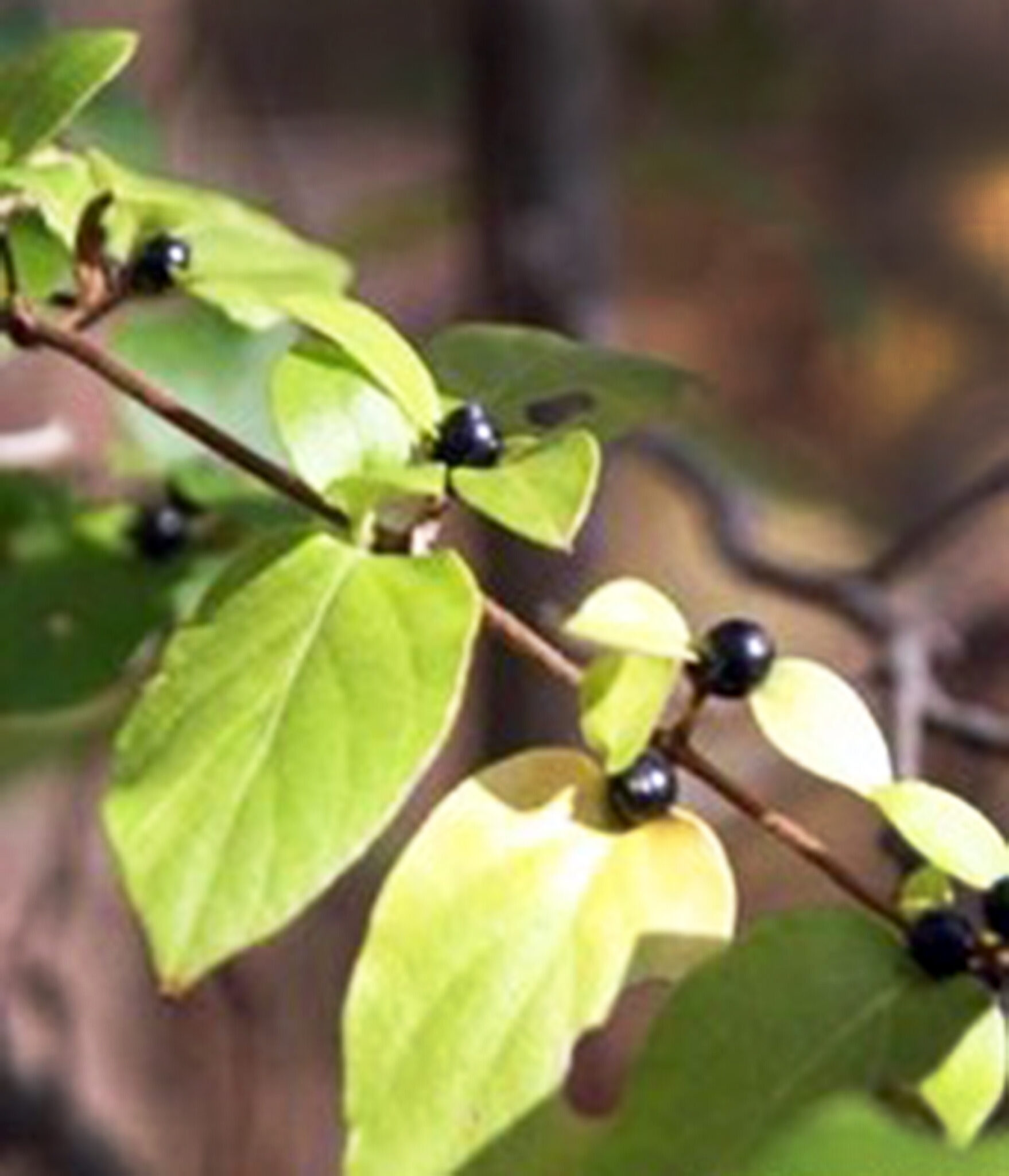 Species Spotlight: Japanese Honeysuckle