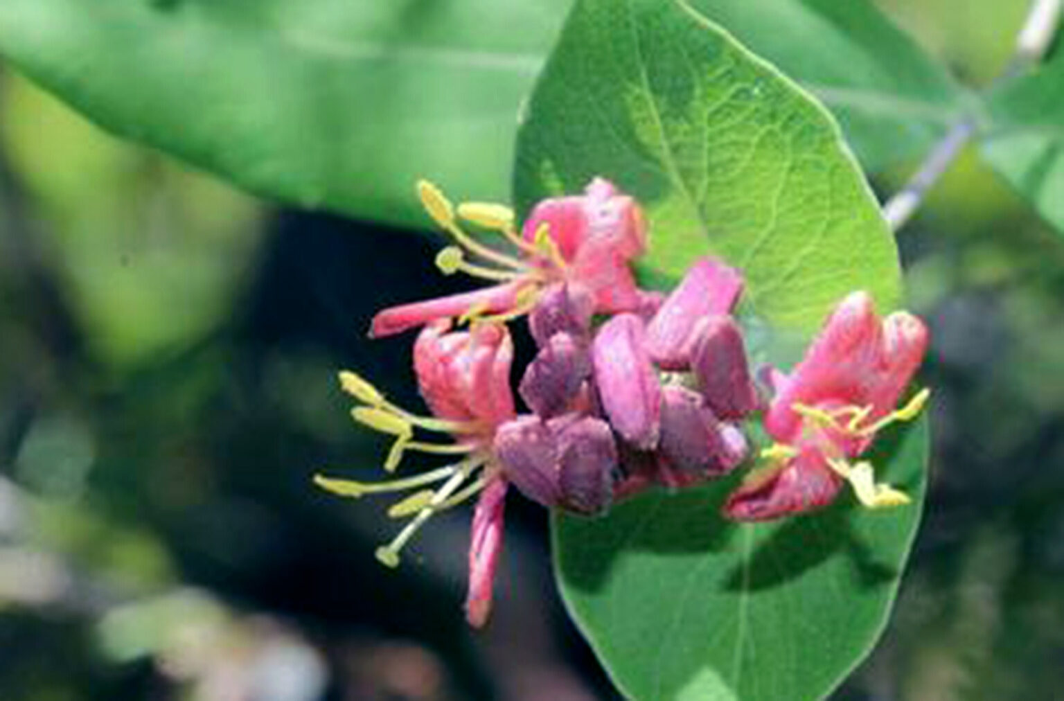 Species Spotlight: Japanese Honeysuckle