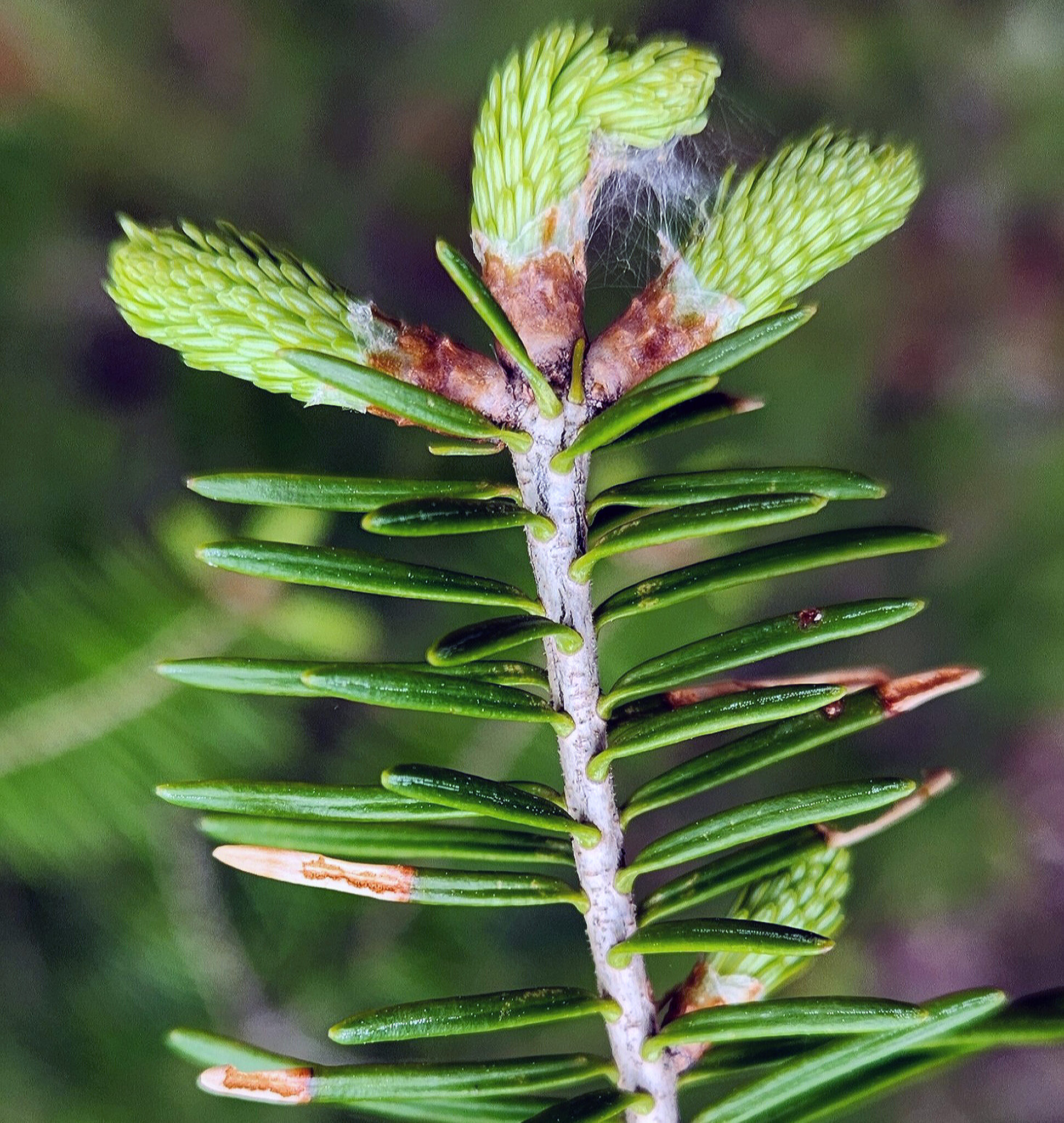 Spruce Budworm Outbreak Continues In 2026