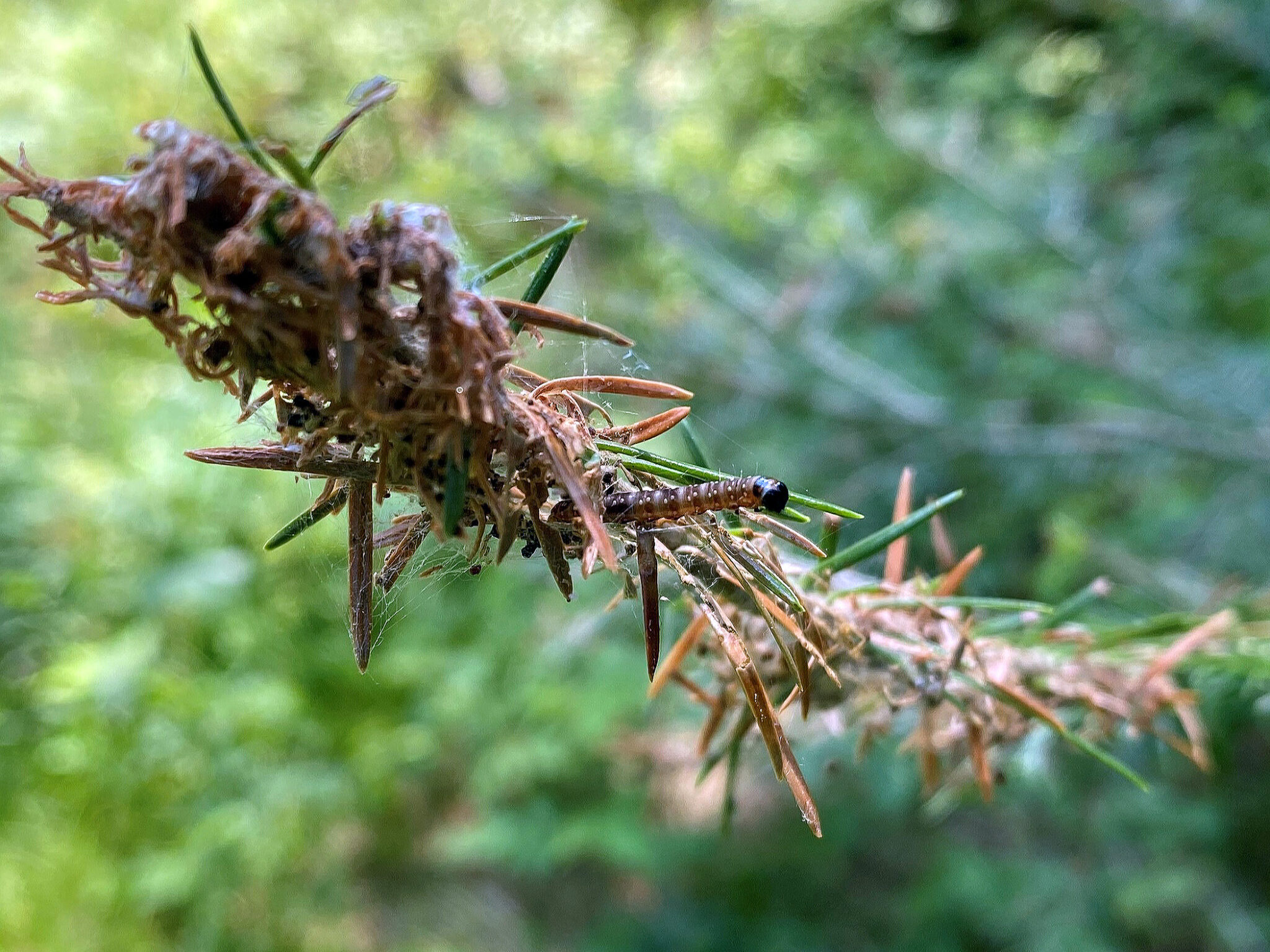 Spruce Budworm Outbreak Continues In 2026