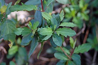 Species Spotlight: Japanese Honeysuckle