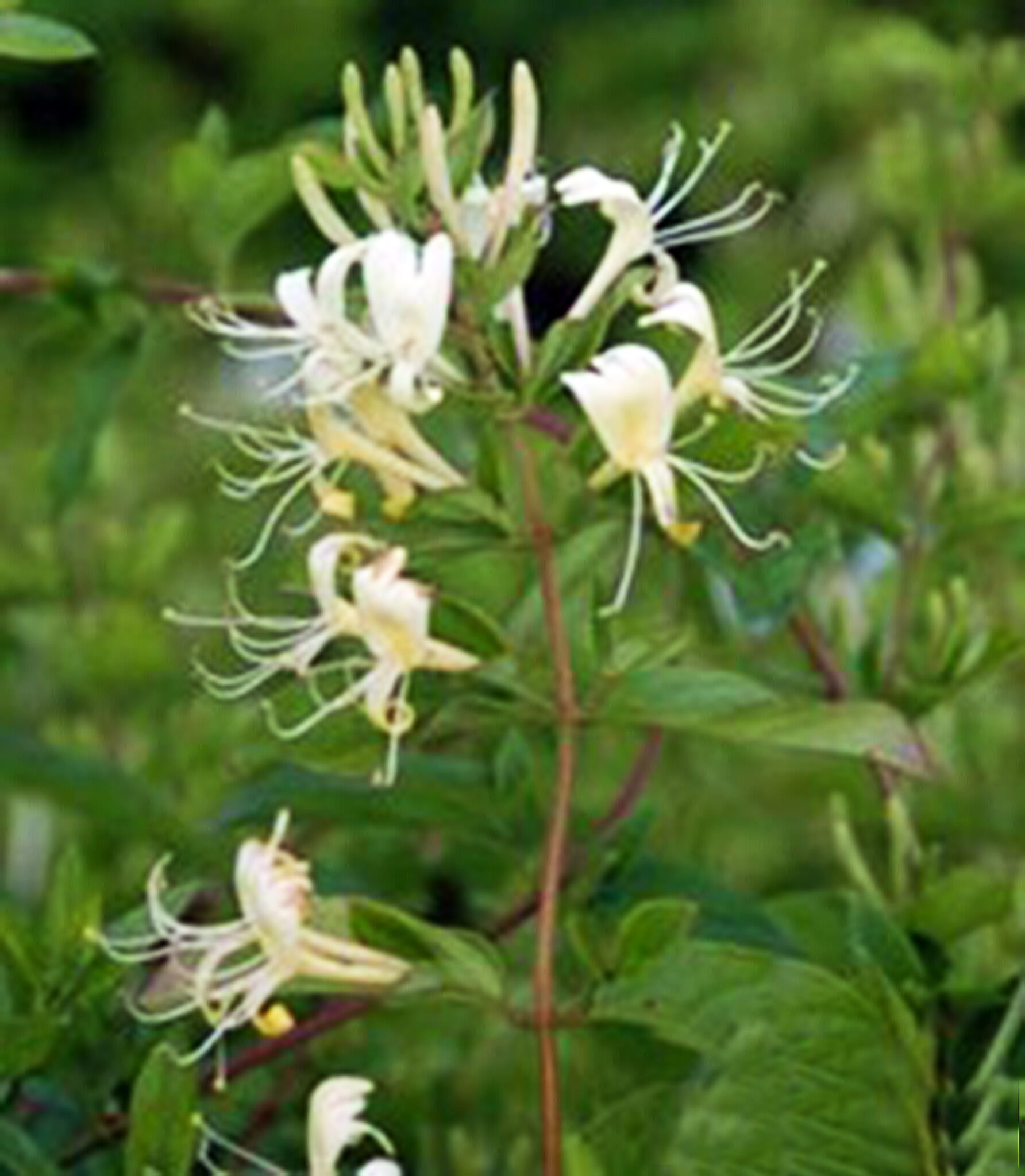 Species Spotlight: Japanese Honeysuckle
