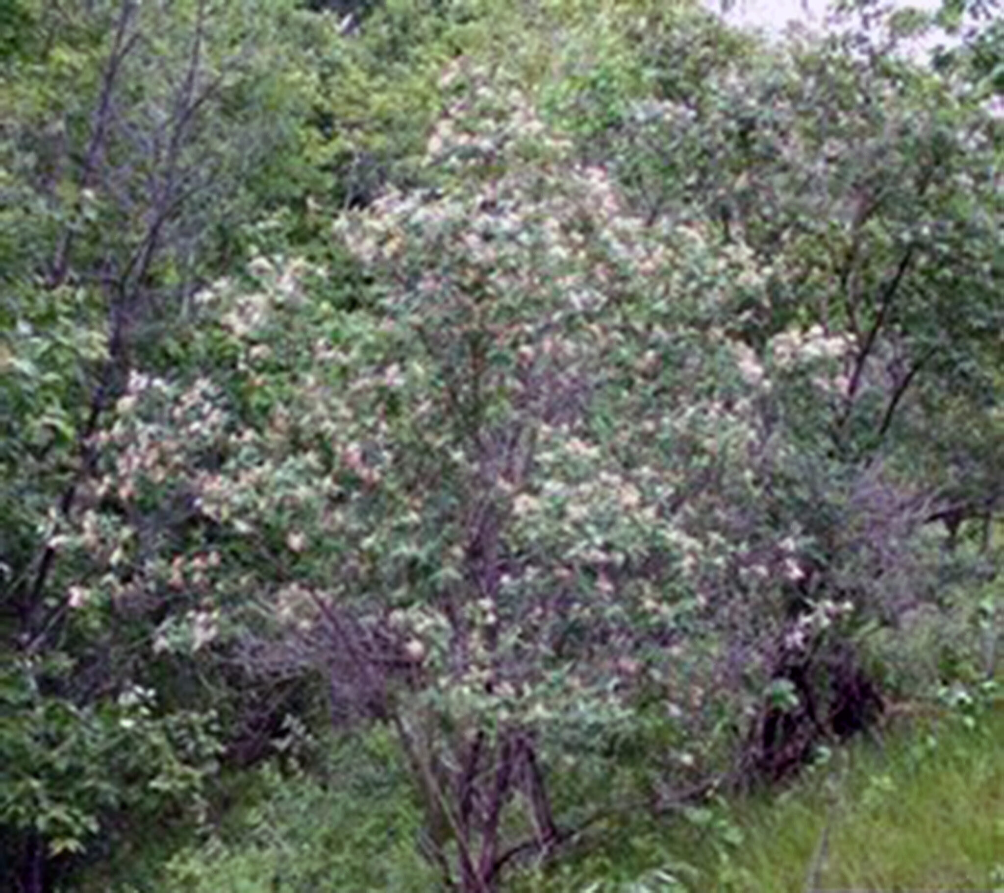 Species Spotlight: Japanese Honeysuckle